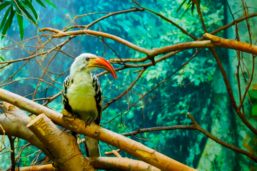 Barcelona Zoo: A Guide to Experiencing Wildlife in the City